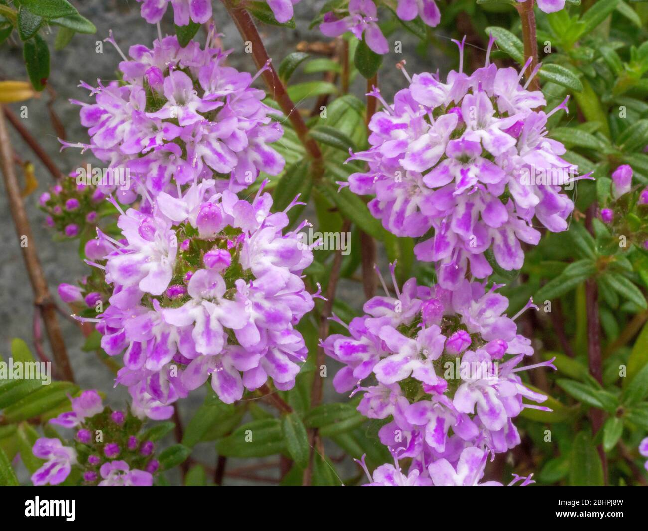 Satureja hortensis hi-res stock photography and images - Alamy