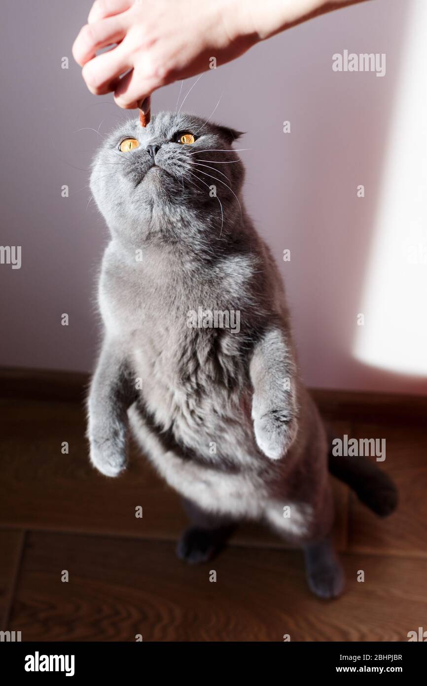 A happy cat receives food from its owner while standing on its hind ...