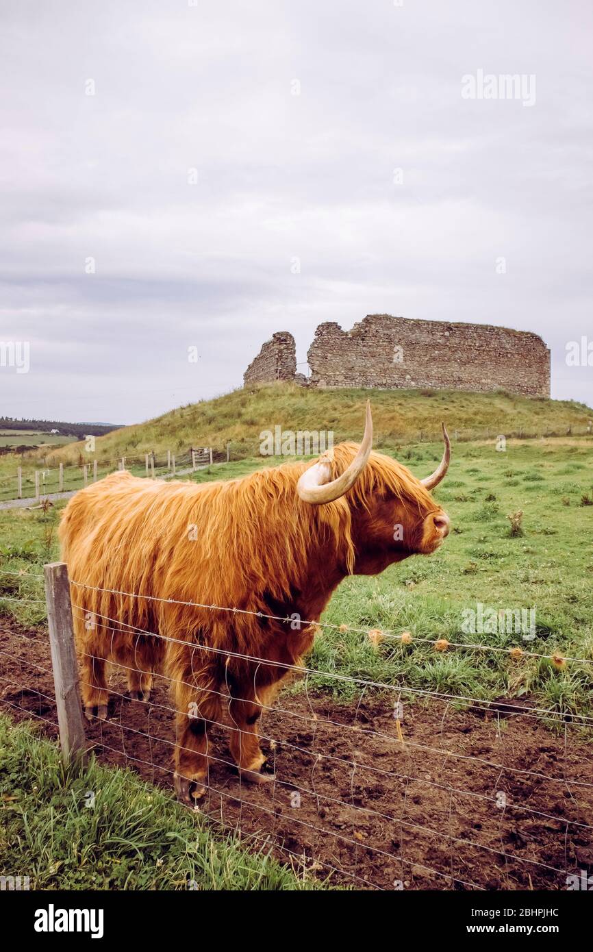 Cow castle hi-res stock photography and images - Alamy