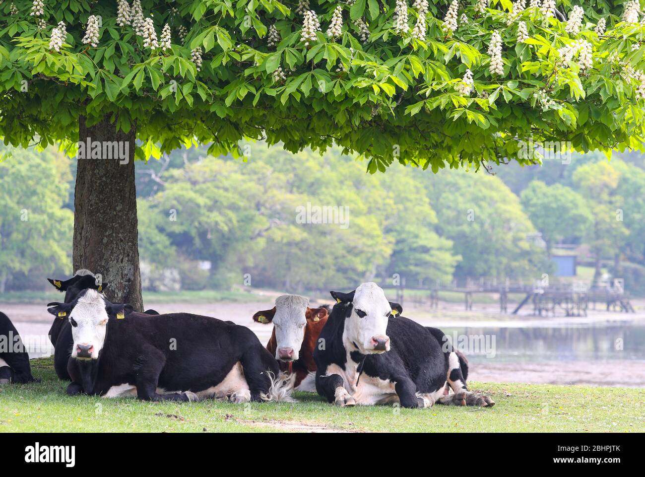 Shelter under a tree hi-res stock photography and images - Alamy