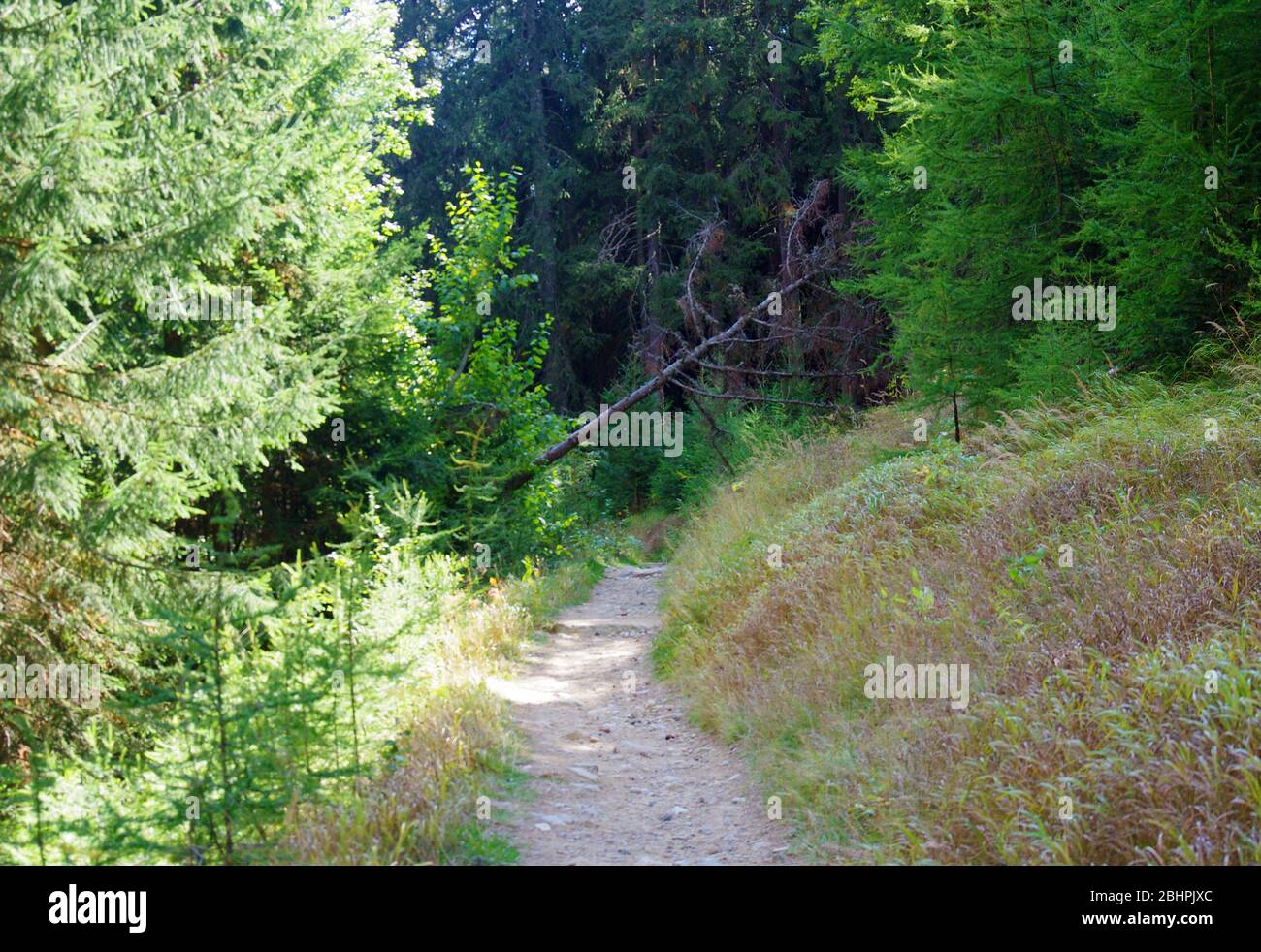 paths in the shade of trees in the woods to walk and run for the well ...