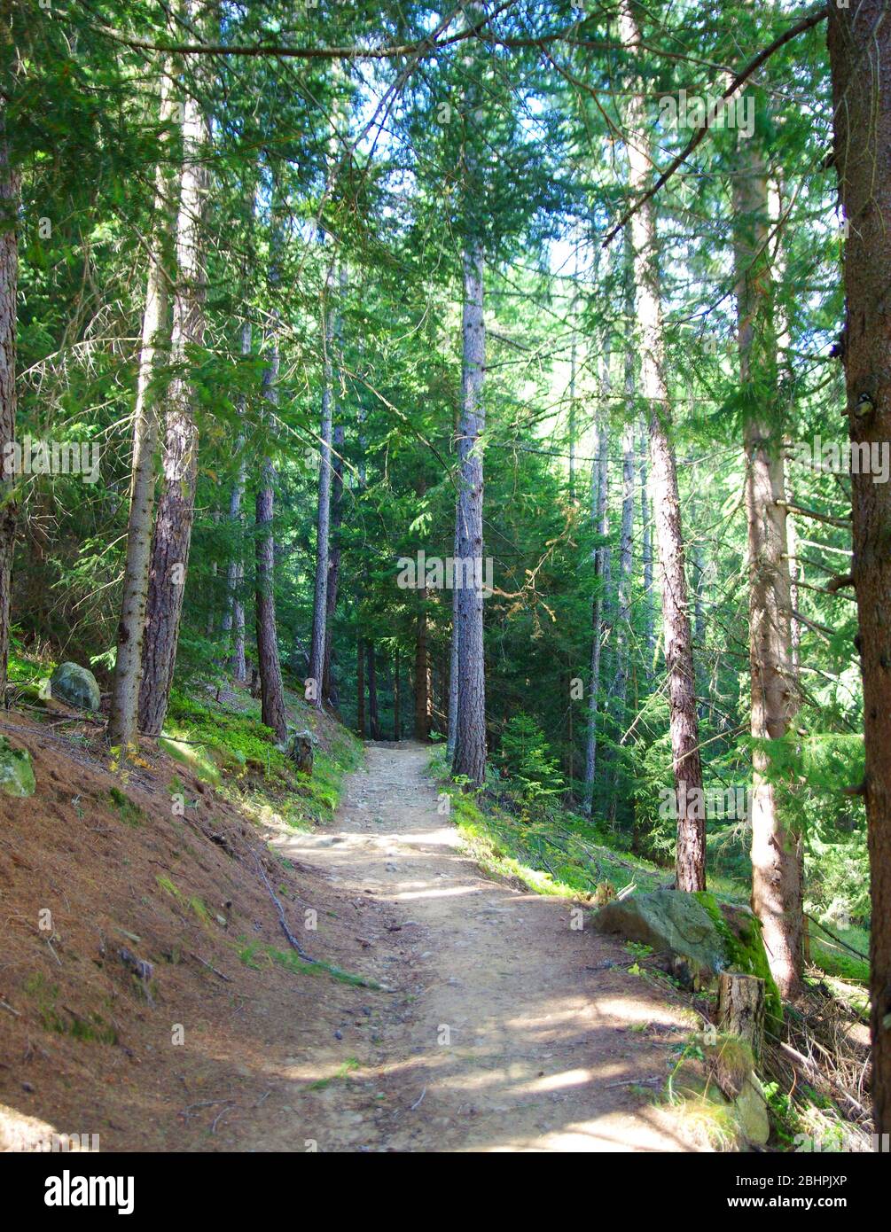 paths in the shade of trees in the woods to walk and run for the well ...