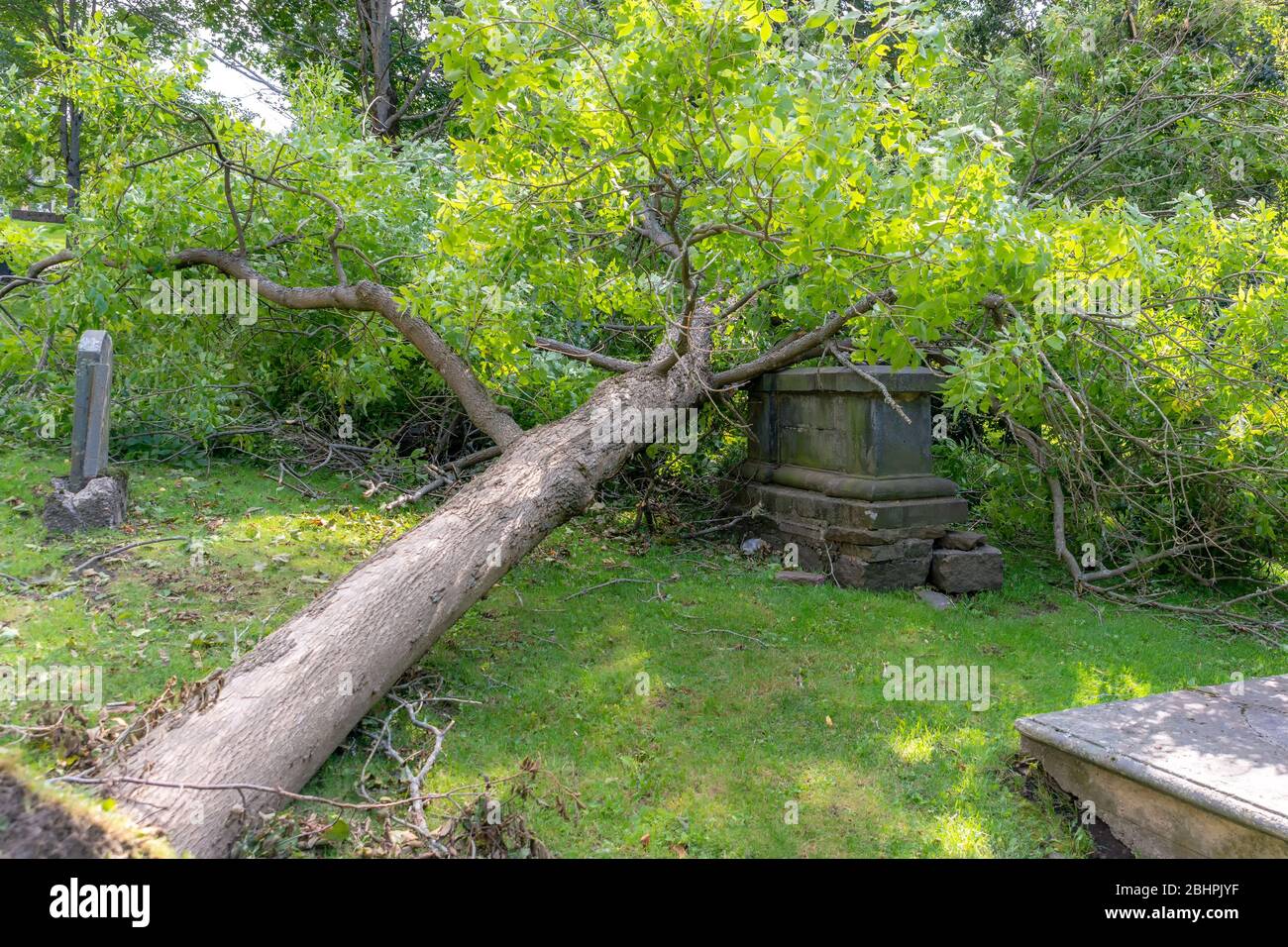 A large tree fallen on an old grave. The tree is resting on top of a ...