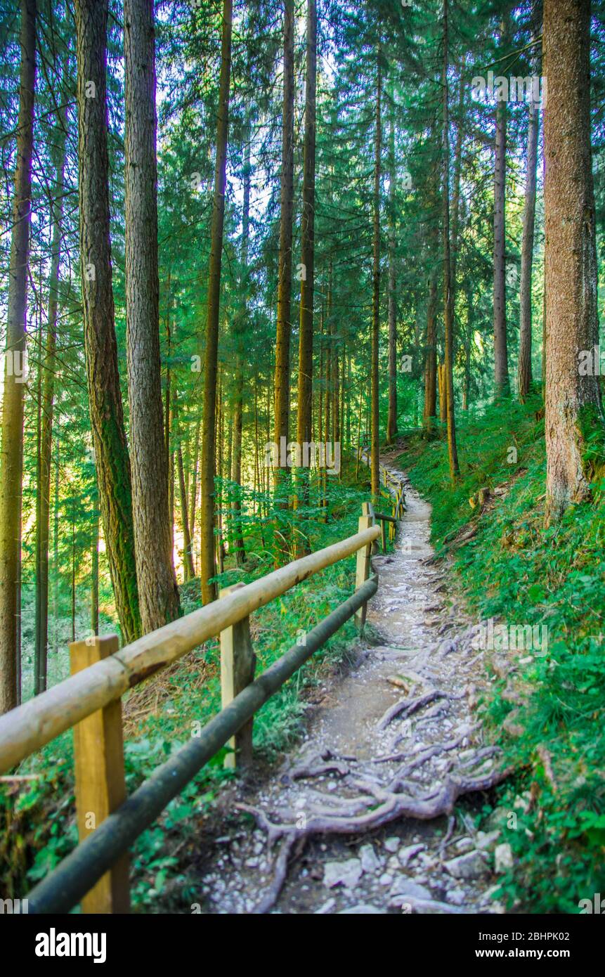 paths in the shade of trees in the woods to walk and run for the well ...