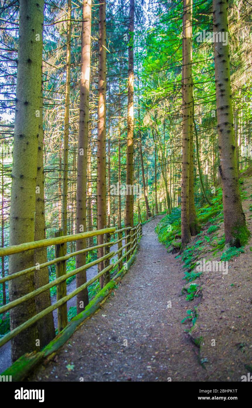 paths in the shade of trees in the woods to walk and run for the well ...