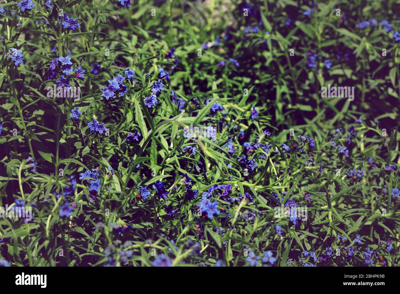 Buglossoides purpurocaerulea Blue-red stone seeds Stock Photo - Alamy