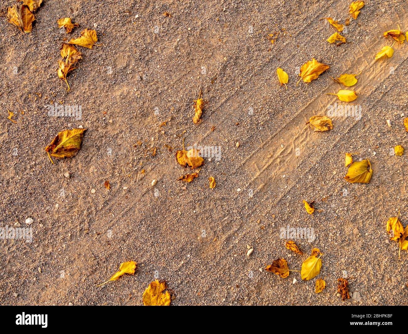 Dry leaf surface texture hi-res stock photography and images - Alamy