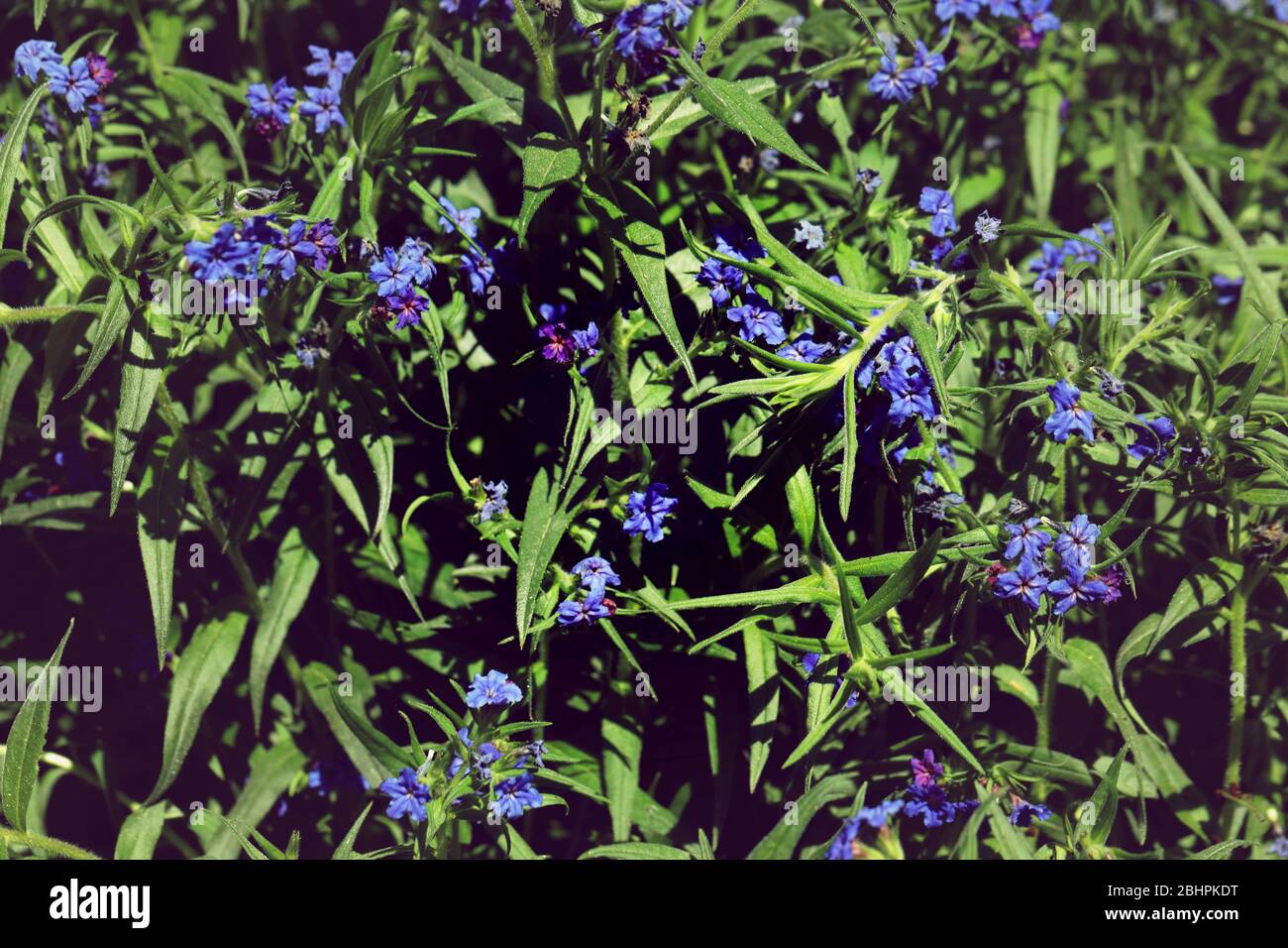 Buglossoides purpurocaerulea Blue-red stone seeds Stock Photo - Alamy