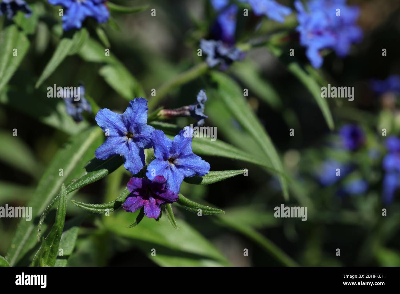 Buglossoides purpurocaerulea Blue-red stone seeds Stock Photo - Alamy