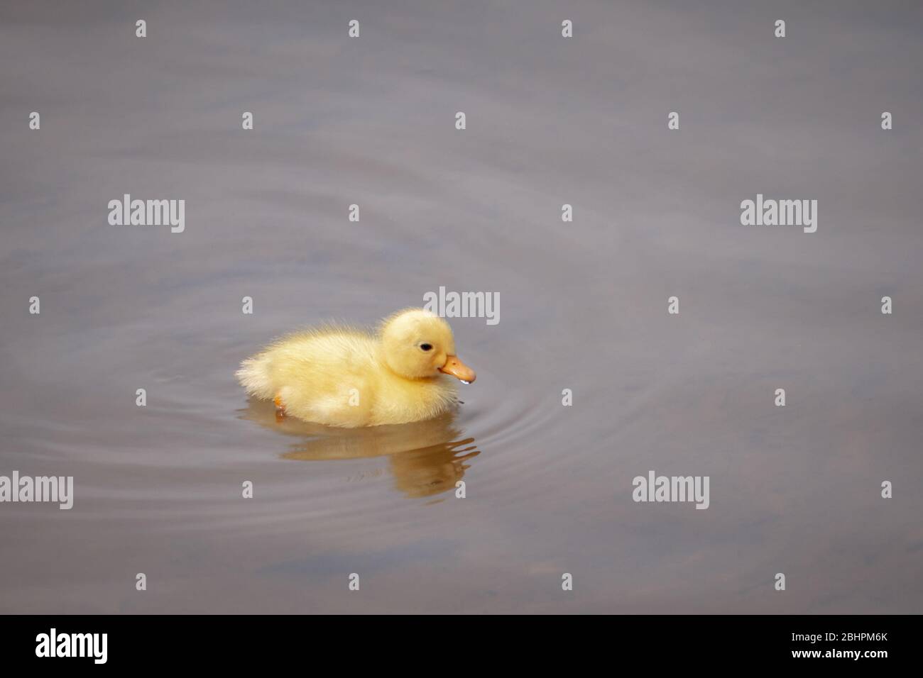 Fluffy yellow duckling swimming in water on a sunny day Stock Photo - Alamy
