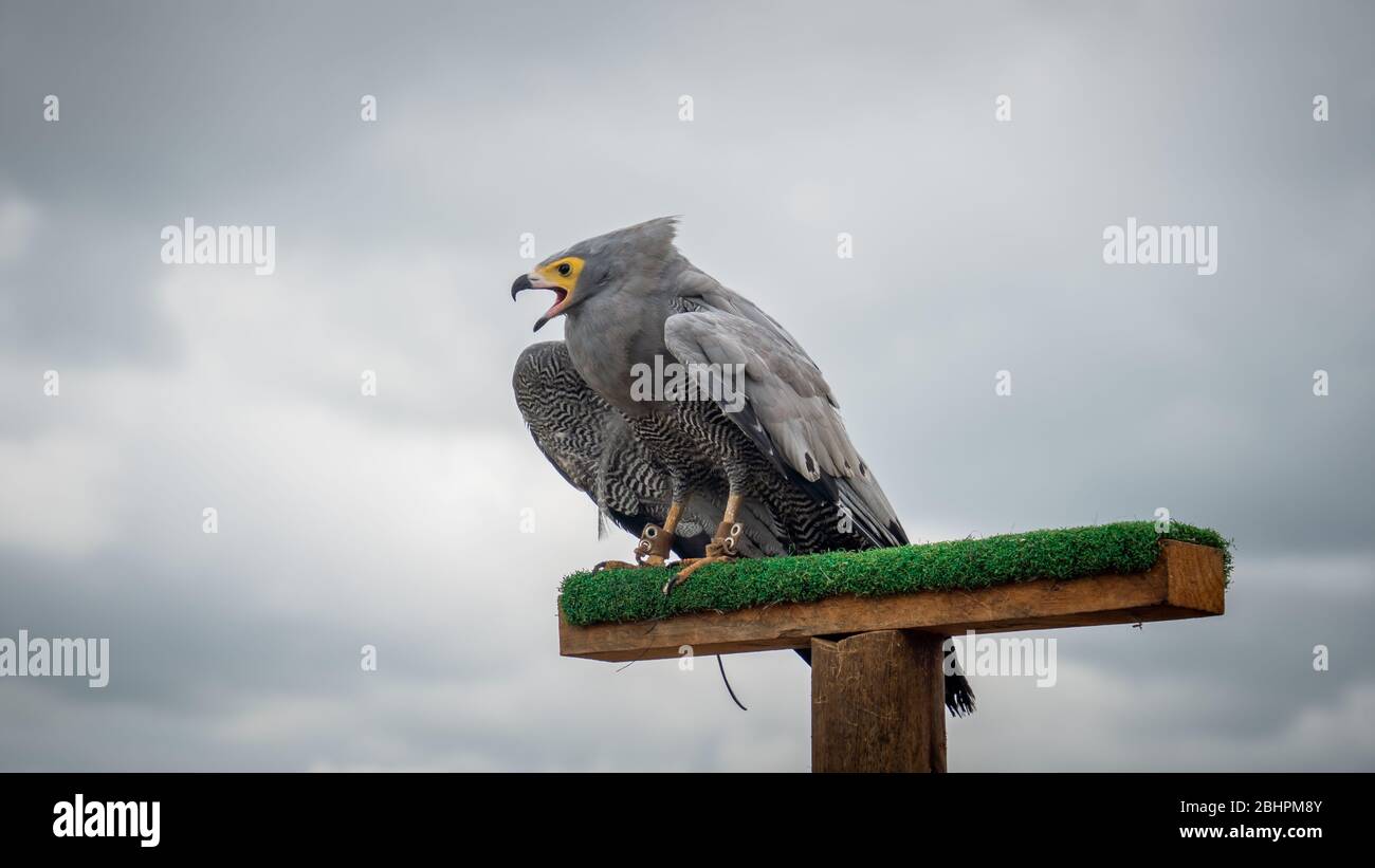 Kaalwangvalk hi-res stock photography and images - Alamy