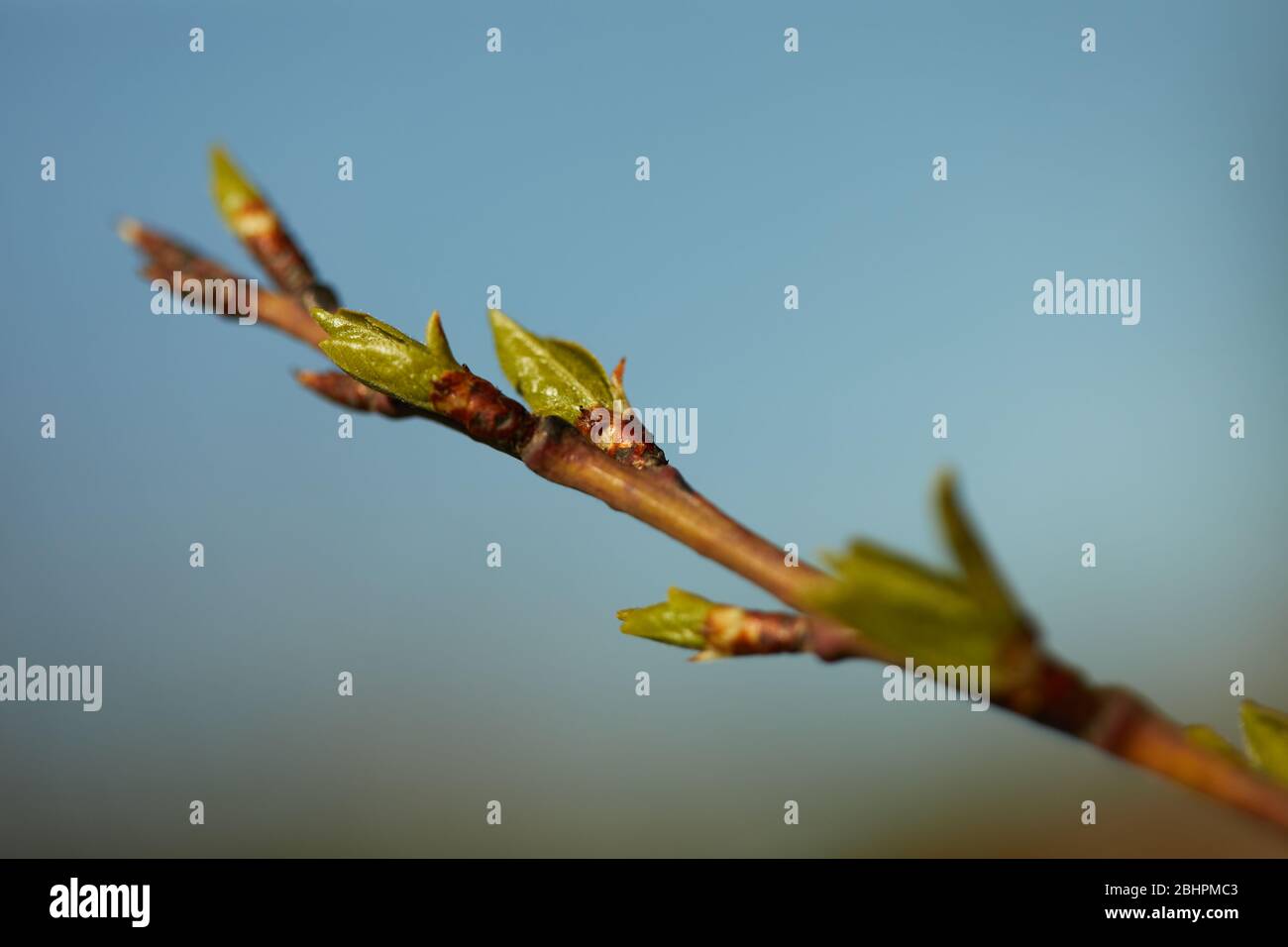 The first spring tree branch and buds Stock Photo - Alamy