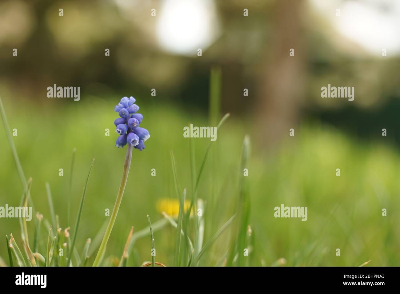 Small blue flower with round blooming bulbs in spring garden with green ...