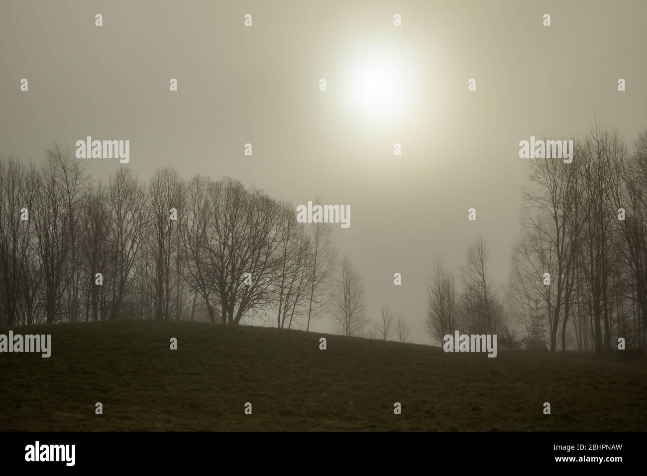 Foggy sun and tree silhouettes Stock Photo - Alamy