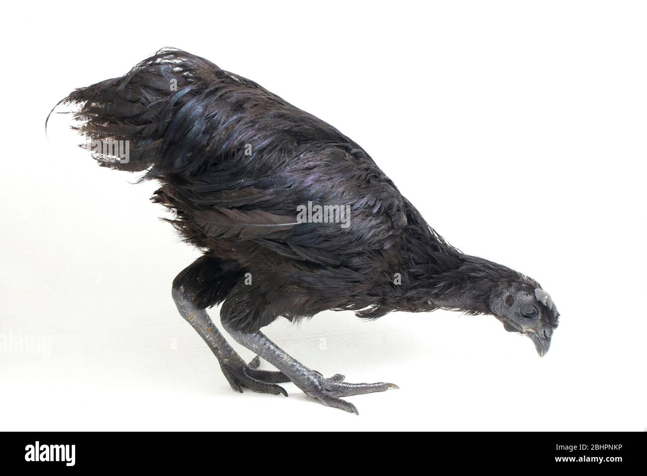 Black Ayam Cemani Chicken isolated on white background Stock Photo - Alamy