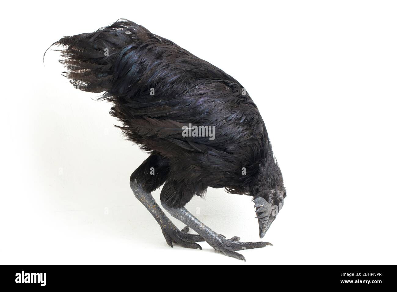 Black Ayam Cemani Chicken isolated on white background Stock Photo - Alamy