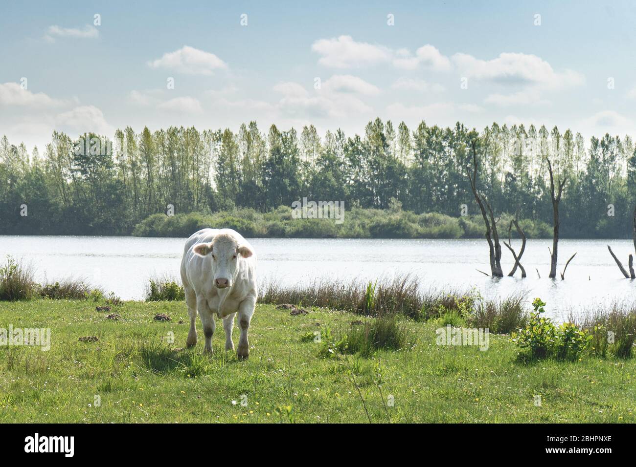 wild cow in the field, The Biesbosch, The Netherlands Stock Photo - Alamy