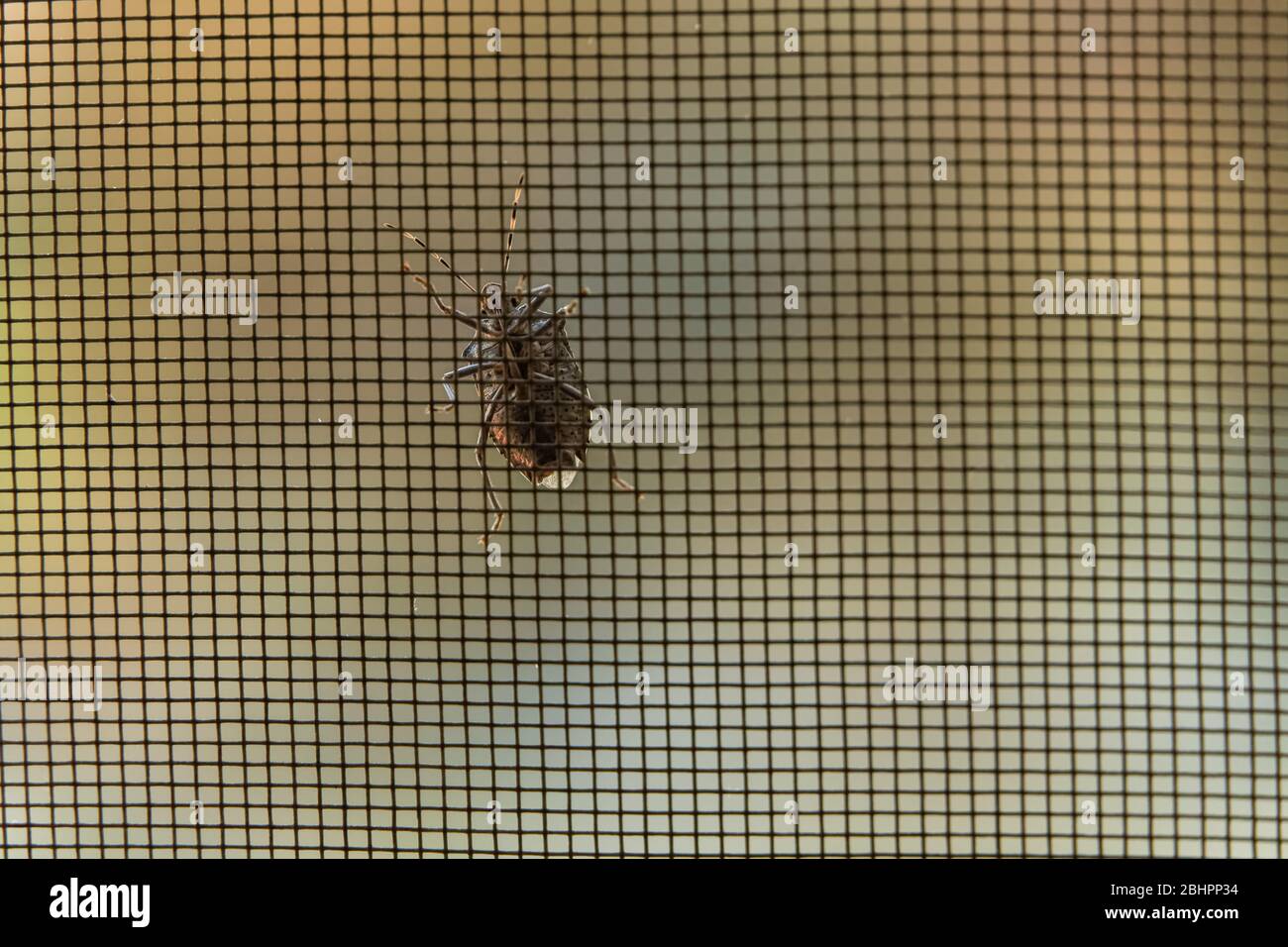 Window glass beetle bug climbing on a checkerd surface hi-res stock ...