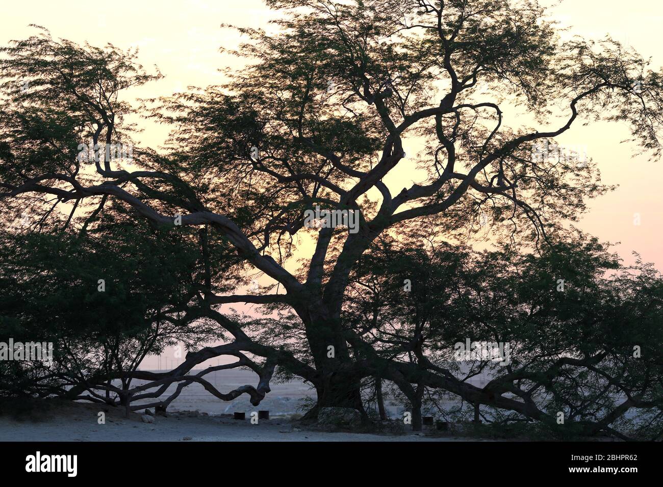 Tree of Life (species Prosopsis cineraria) at sunset, Kingdom of ...