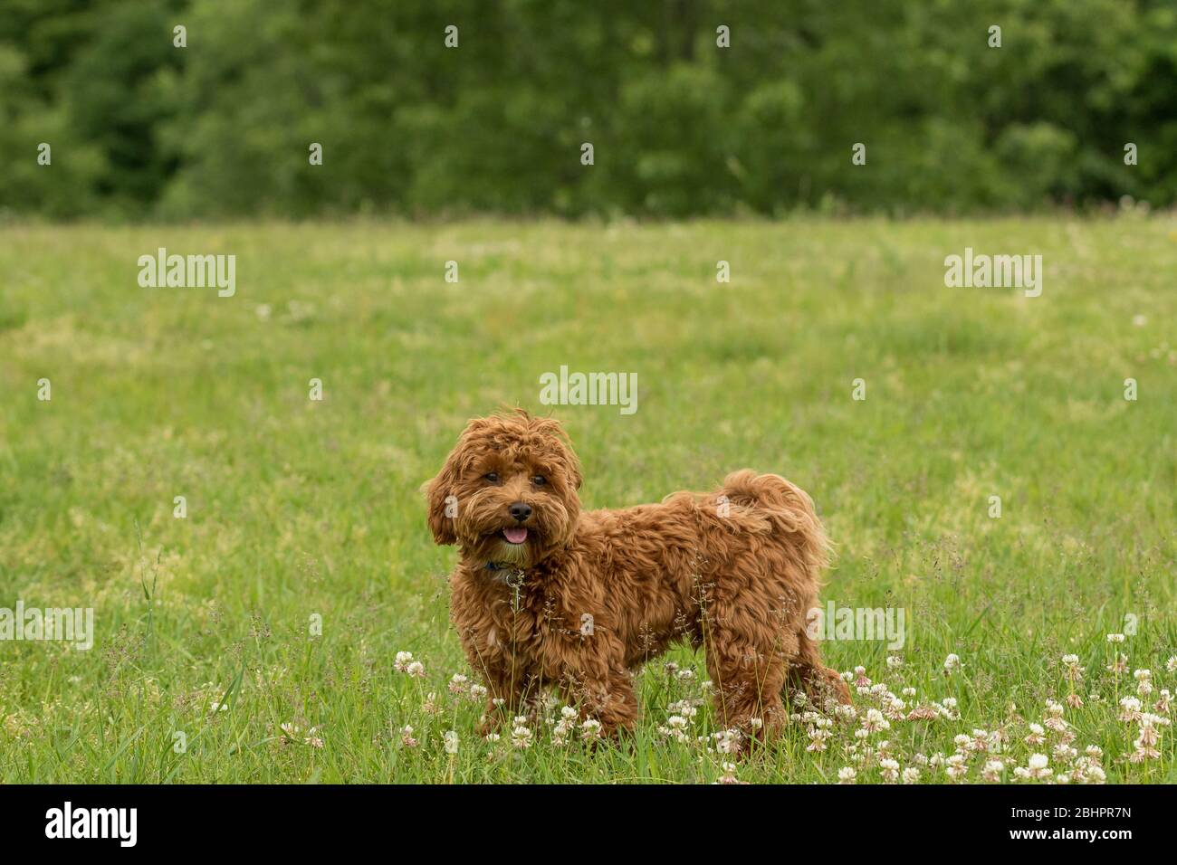 Doodle dog hi-res stock photography and images - Alamy