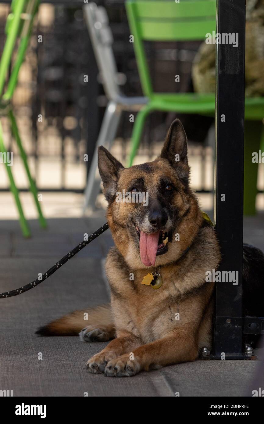 A german shepherd on an outdoor patio Stock Photo - Alamy