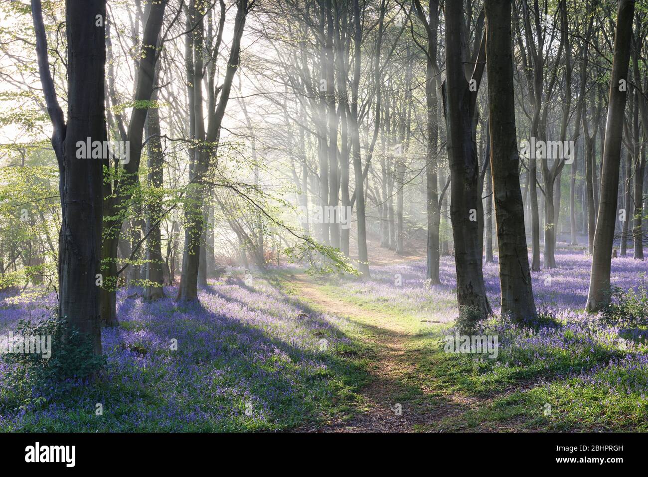 Springtime woods with Bluebells carpeting the woodland floor Stock ...