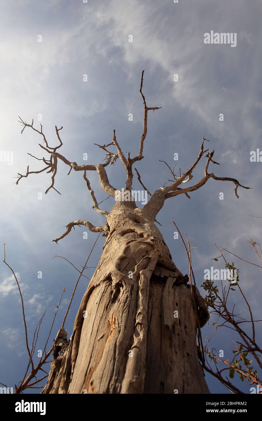 Tree damage, caused by elephants in Tanzania, Africa Stock Photo - Alamy