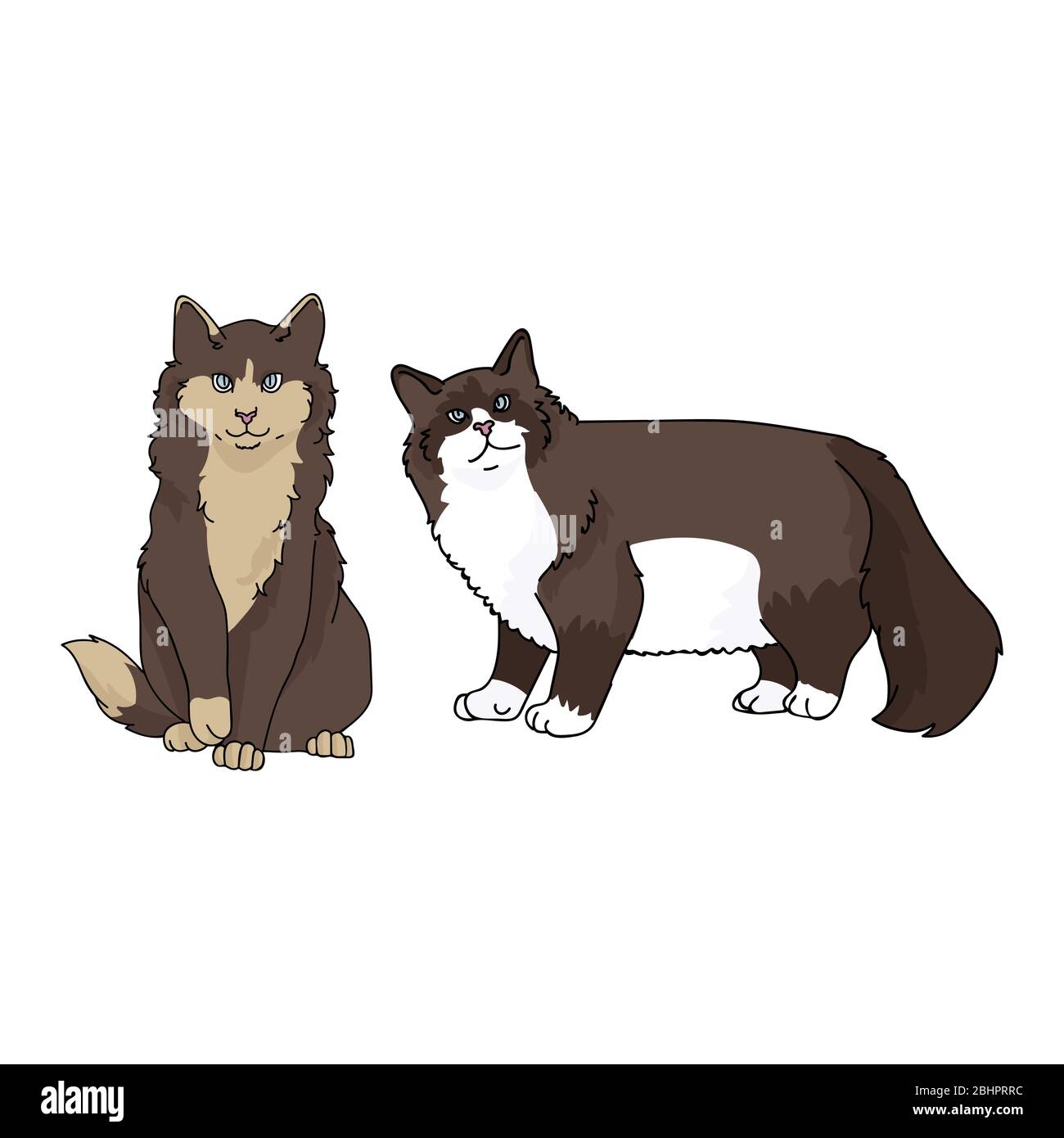 Cute Cartoon Snowshoe And Maine Coon Cat Vector Clipart Pedigree Kitty Breed For Cat Lovers