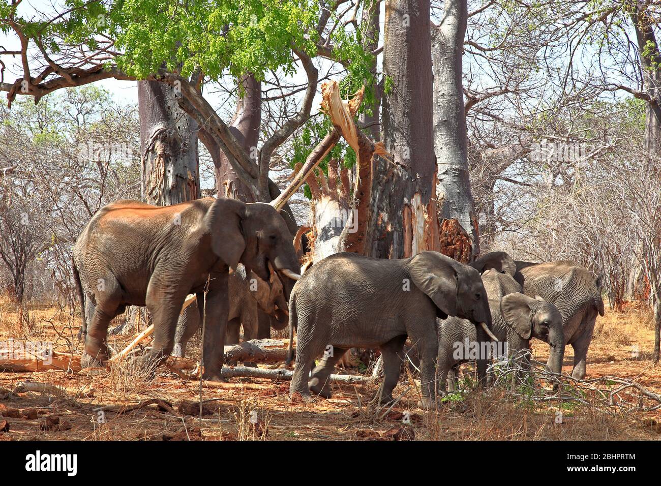 African family eating africa hi-res stock photography and images - Alamy