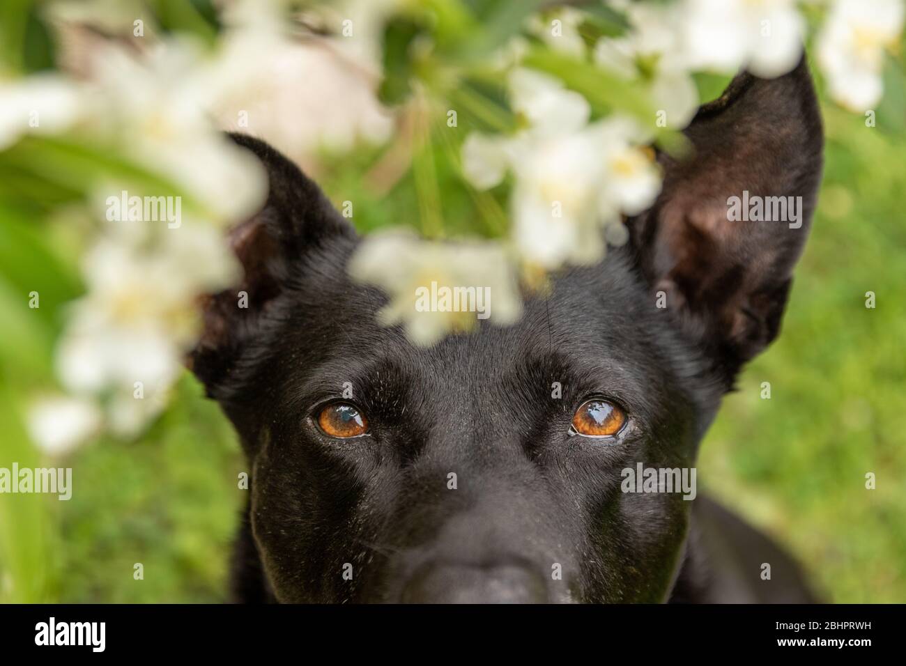 Black and white lab mix hi-res stock photography and images - Alamy