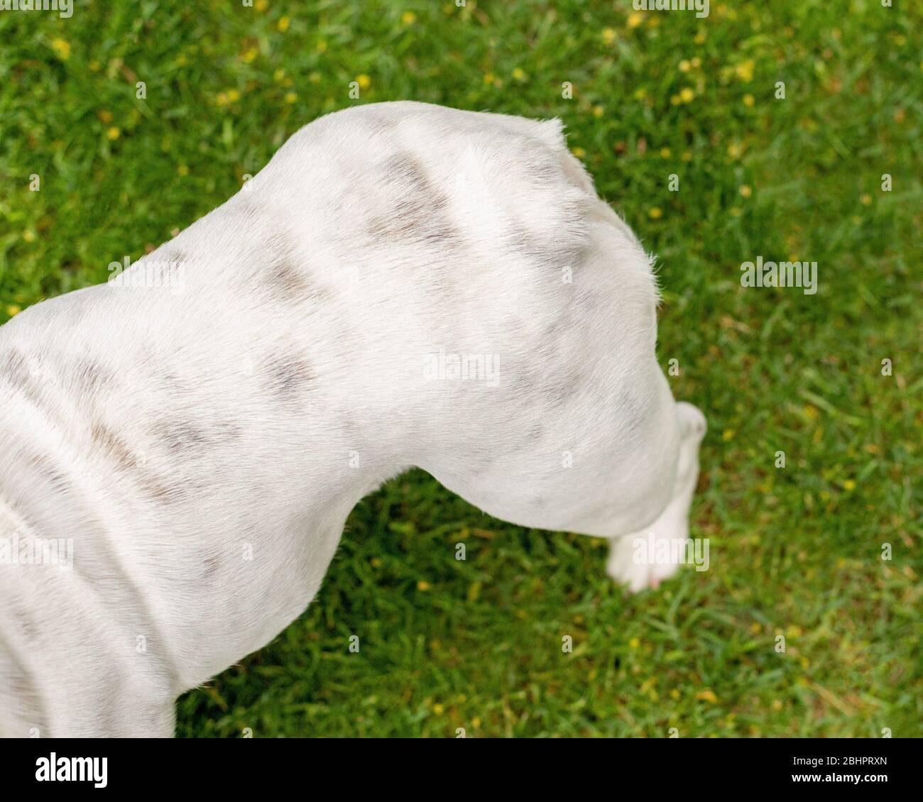 English bulldog grass bulldog hi-res stock photography and images - Alamy
