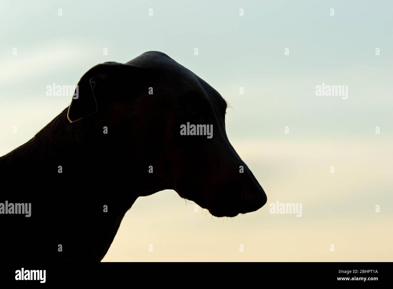 Dog Profile Silhouette Sitting