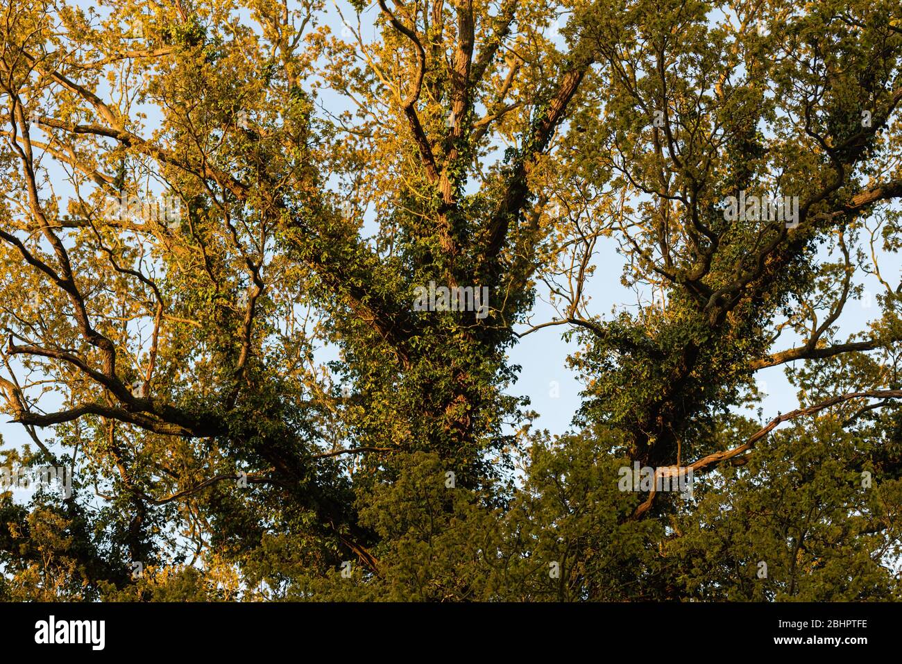 New growth on old tree. April, 2020 Stock Photo - Alamy