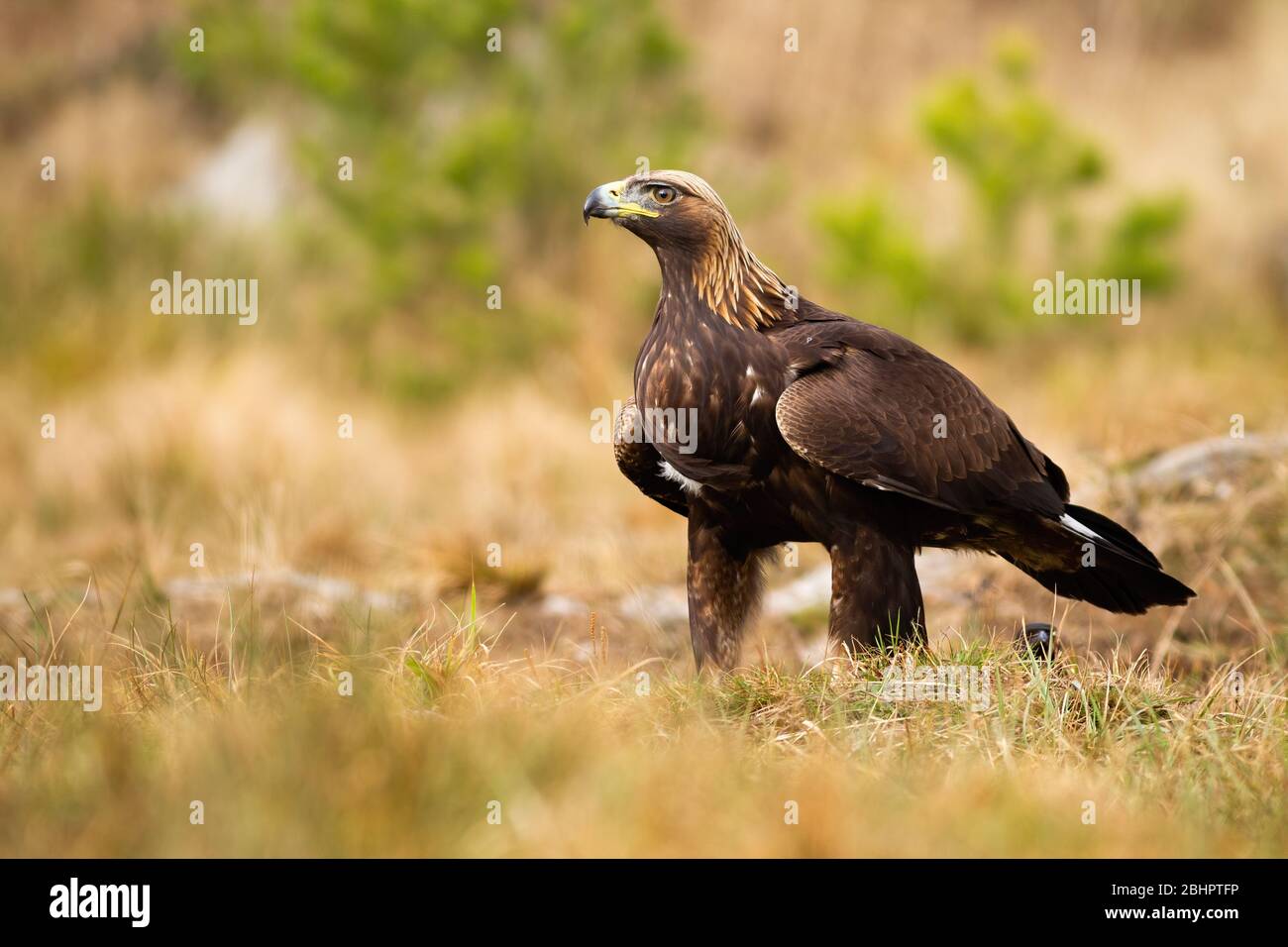 Golden eagle sitting on a ground hi-res stock photography and images ...