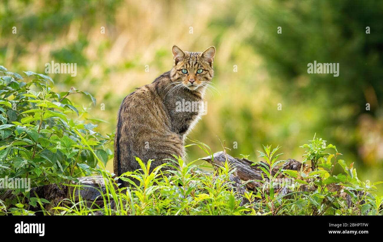 Surprised european wildcat sitting on a horizon in spring forest Stock ...