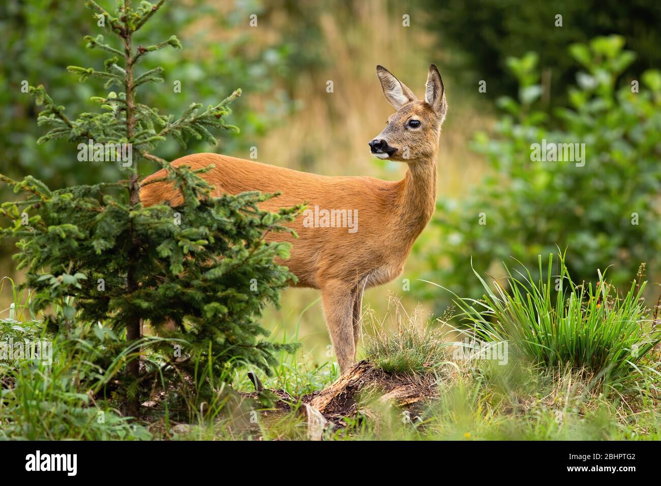 Elegant roe deer doe looking back and standing partially hidden behind ...