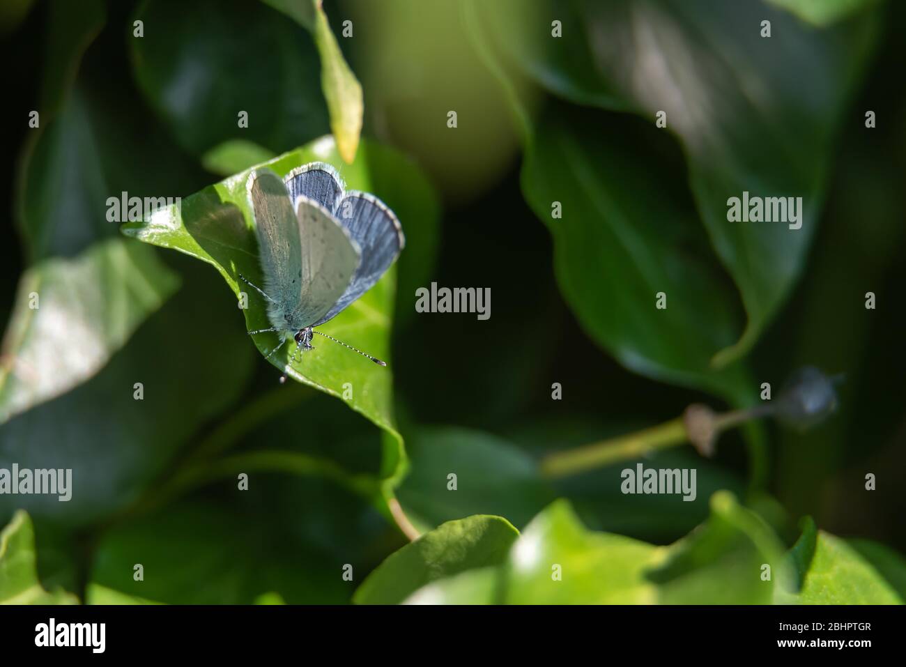 Underwings of butterfly hi-res stock photography and images - Alamy
