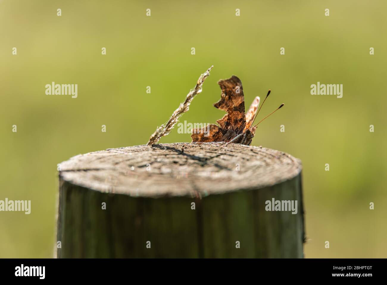 Comma butterfly on fence post i underwing. April, 2020 Stock Photo - Alamy
