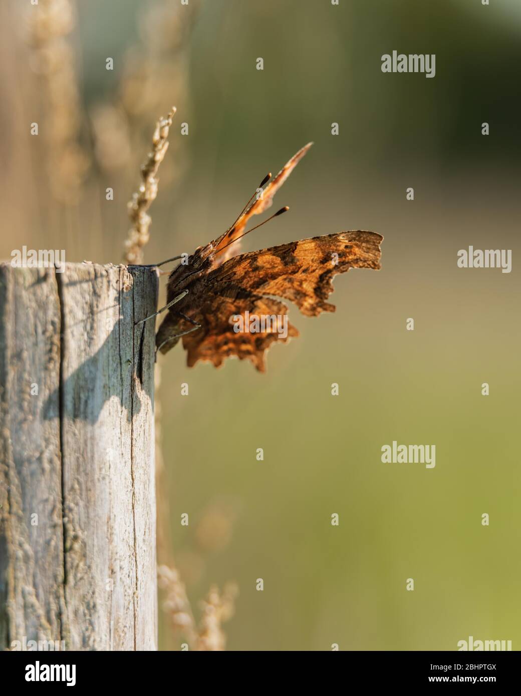 Comma butterfly on fence post ii underwing. April, 2020 Stock Photo - Alamy