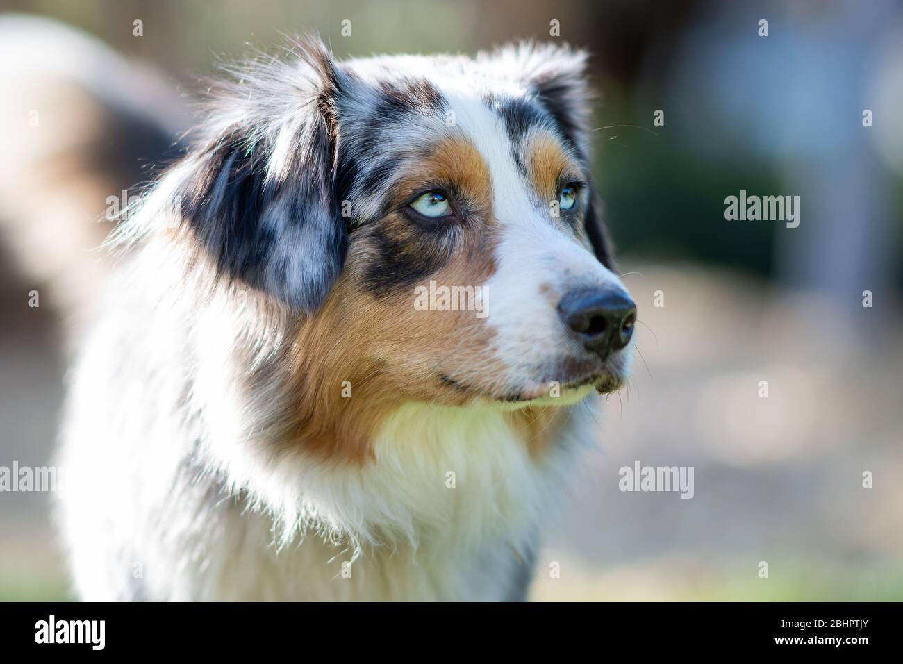 How Big Australian Shepherd