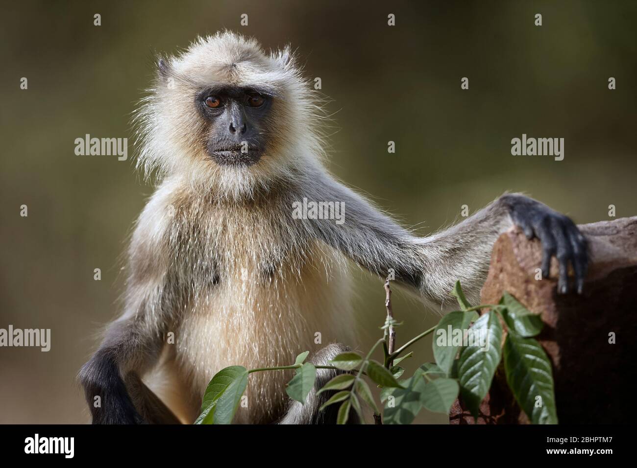 Hanuman langur aggressive hi-res stock photography and images - Alamy