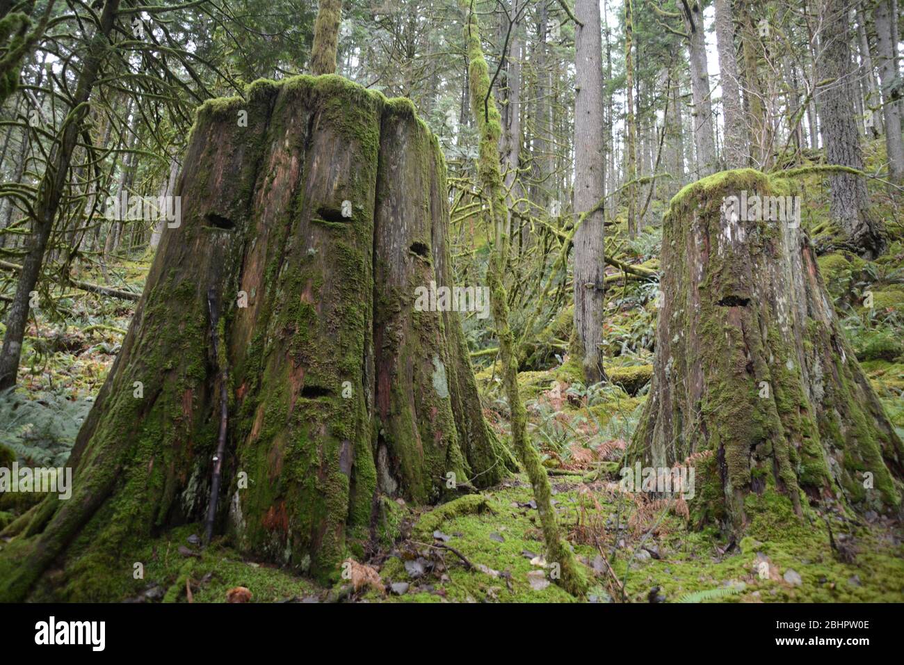 Two large old growth western red cedar stumps, logged decades ago in ...