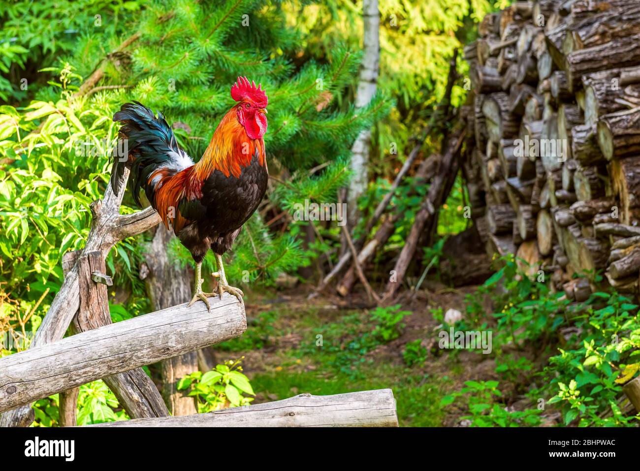 colorful rooster on green nature background Stock Photo - Alamy