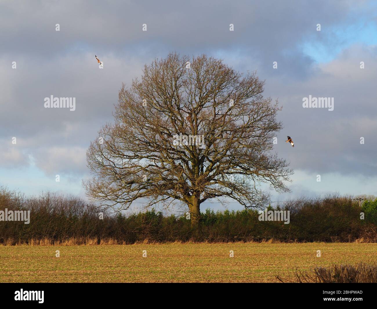Silhouette oak tree in hedge on farmland against a mottled sky in ...