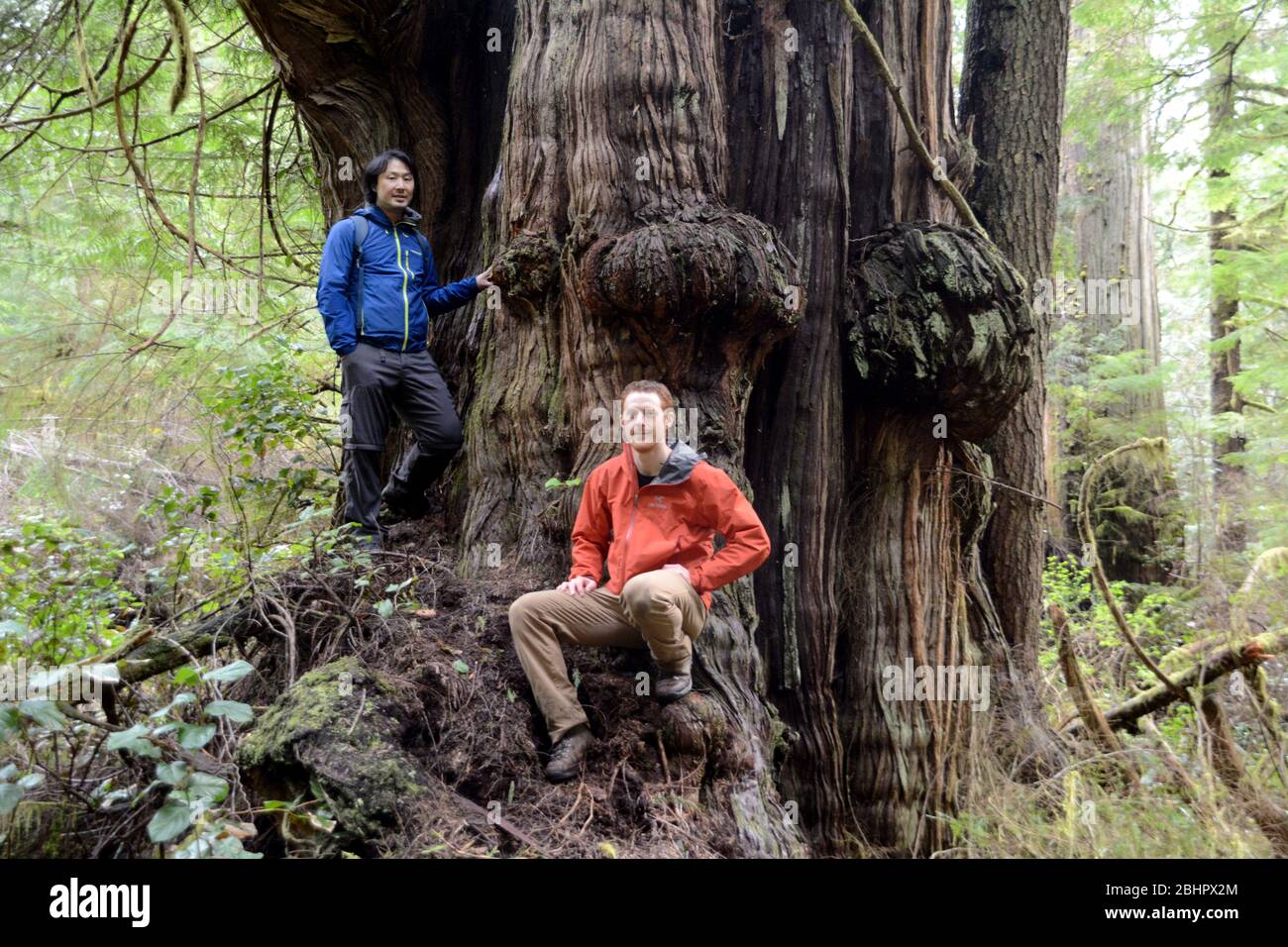Conservationists logging forest hi-res stock photography and images - Alamy
