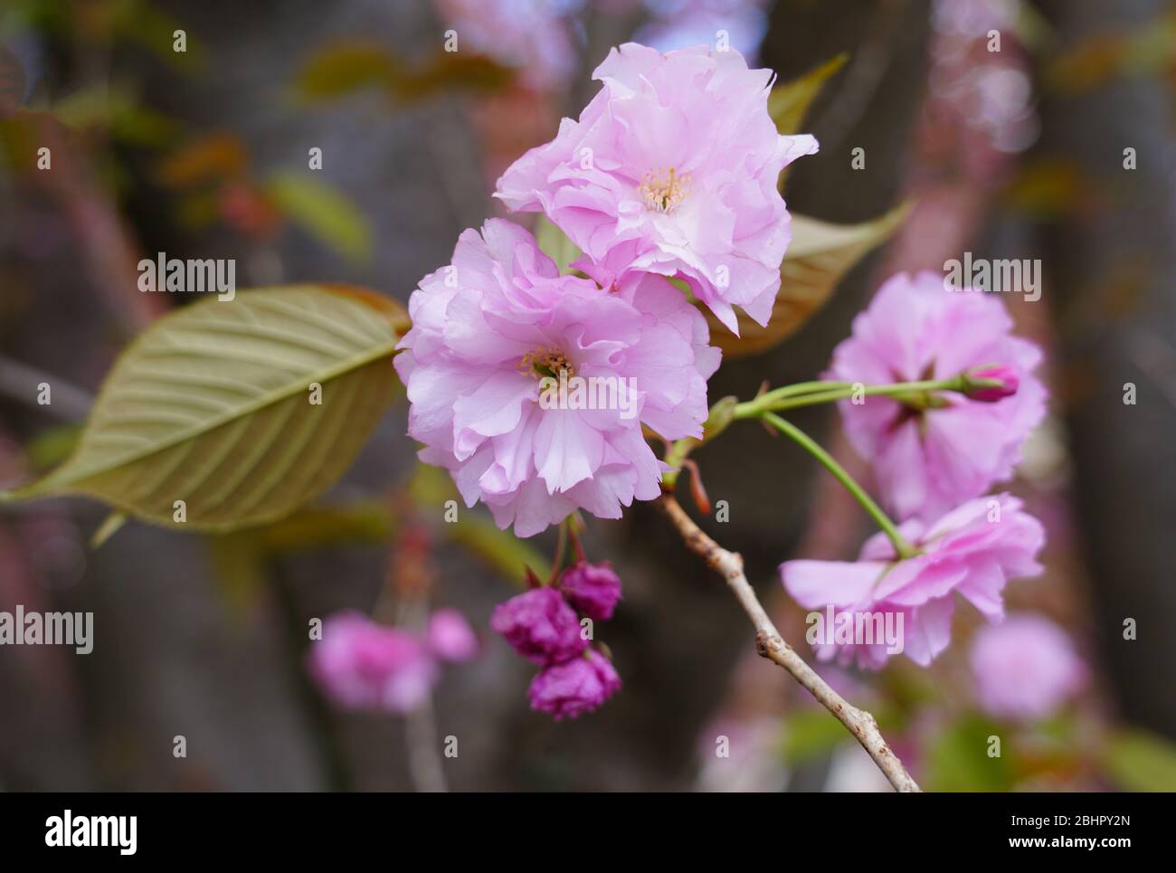 Billowy pink blossoms of a sakura cherry prunus tree with bronze red ...