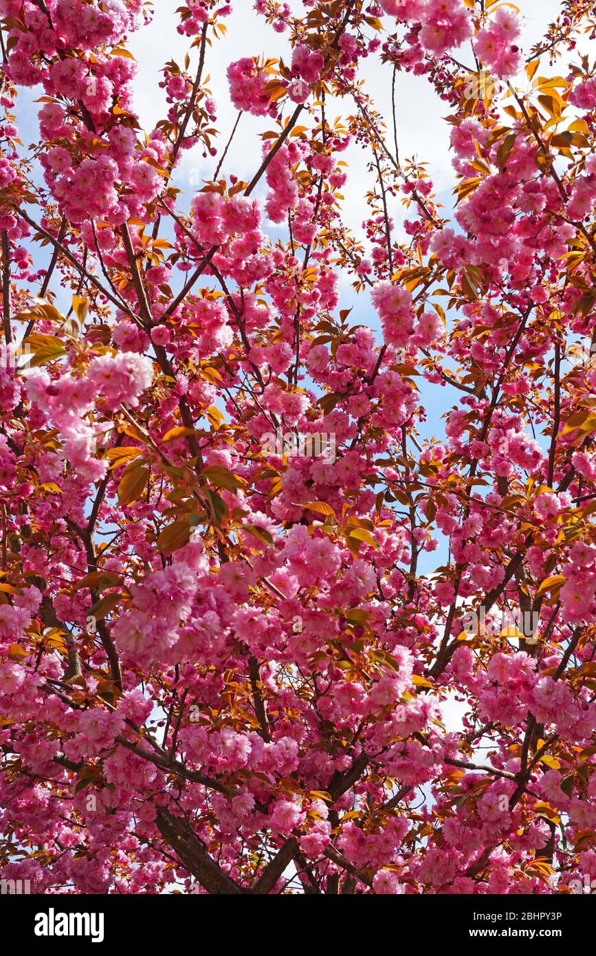 Billowy pink blossoms of a sakura cherry prunus tree with bronze red ...