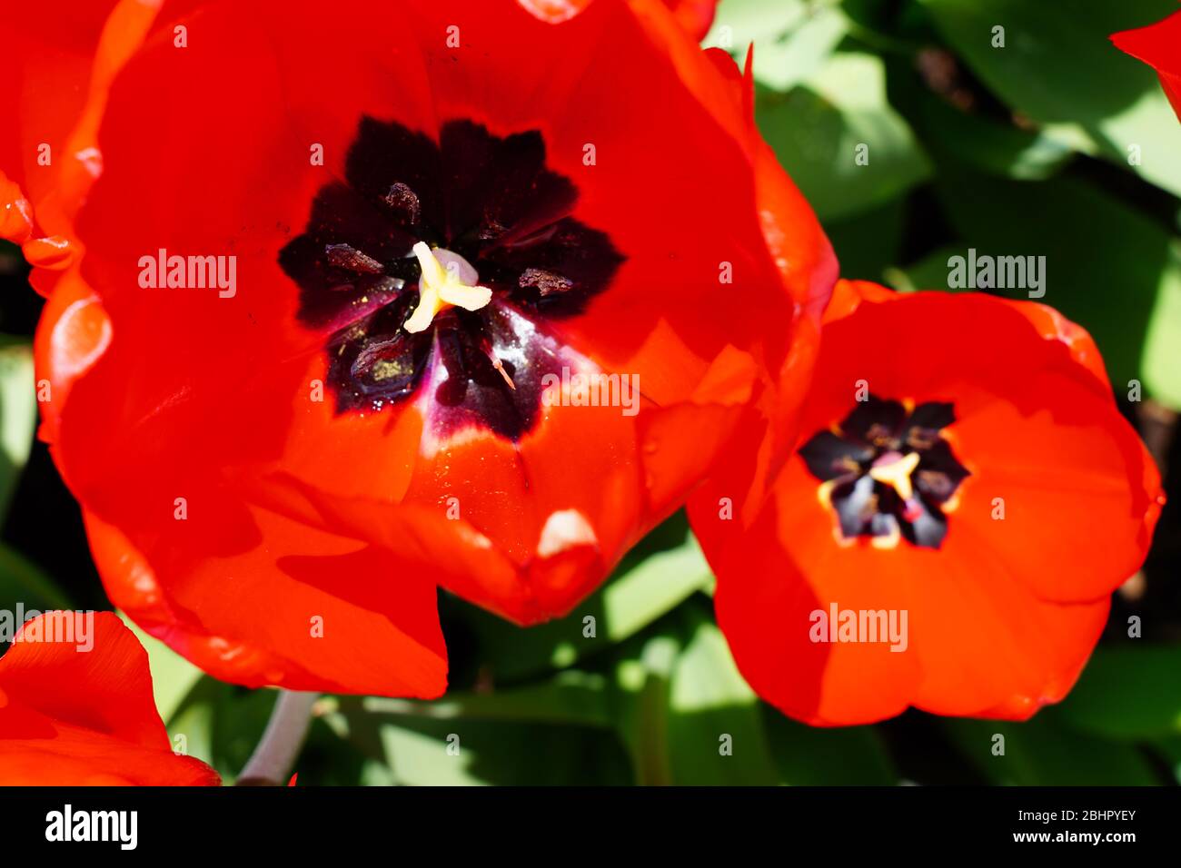 Full bloom macro view of the inside of a red orange tulip flower in the ...