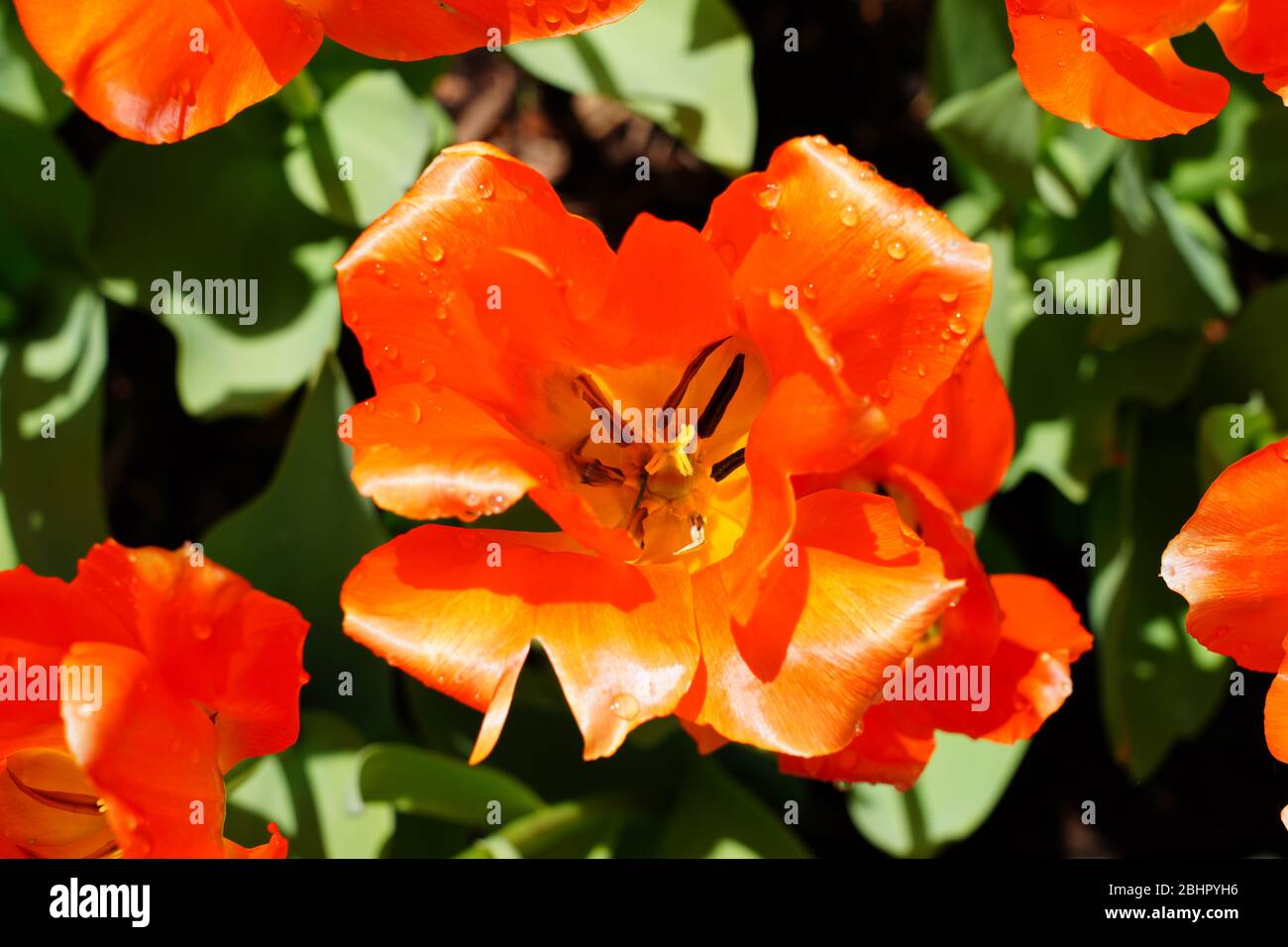 Full bloom macro view of the inside of a red orange tulip flower in the ...