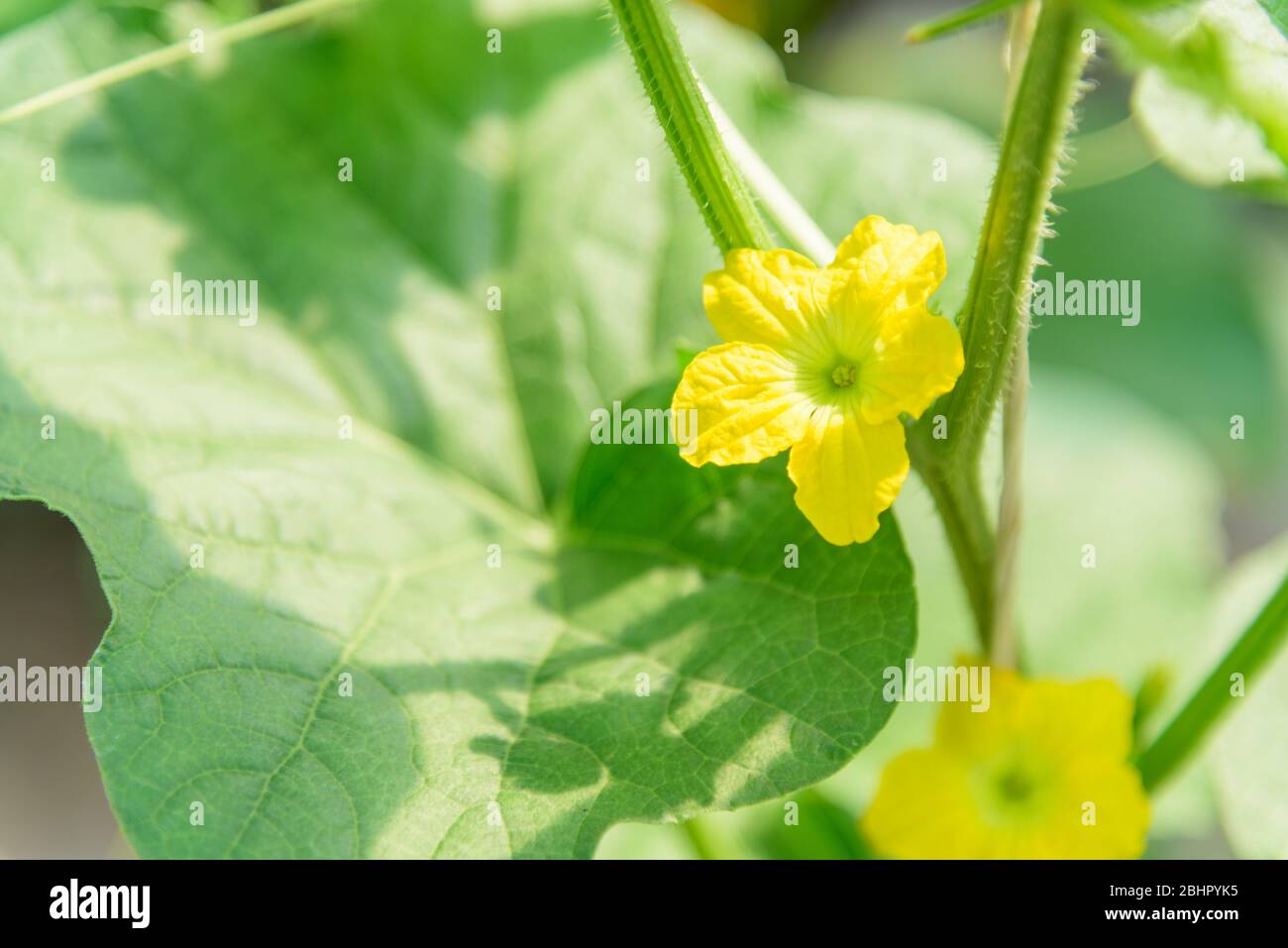 Fresh melon flower in garden Stock Photo - Alamy